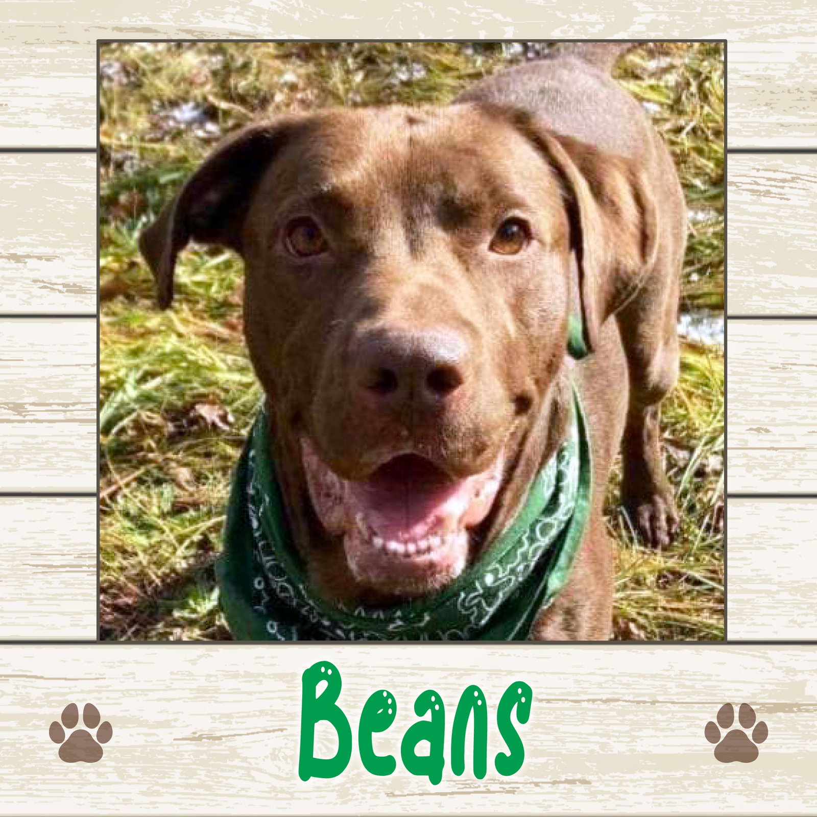 Dog for Adoption - Beans, a Labrador Retriever in Lake Arrowhead, ME ...