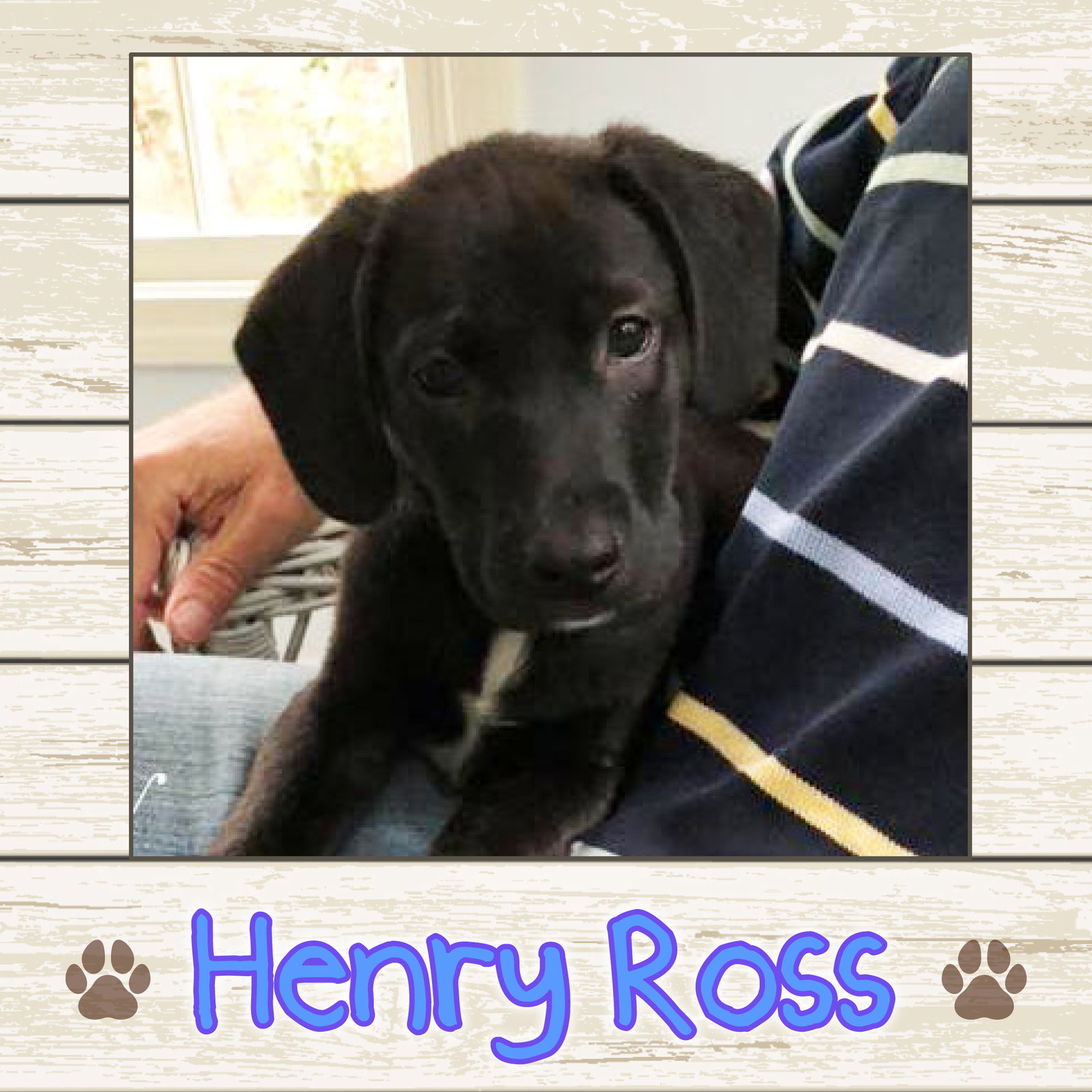 Dog for Adoption - Henry Ross, a Labrador Retriever in Cape Neddick, ME ...
