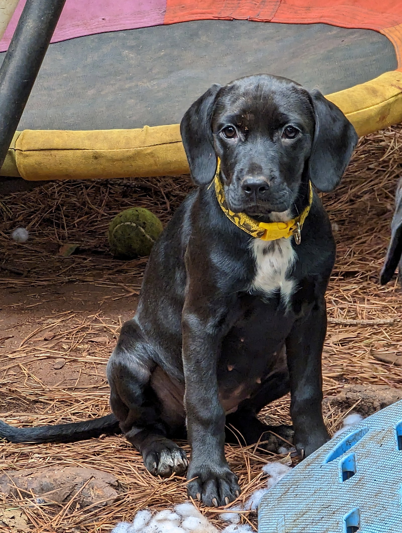 Dog for Adoption - Mia, a Labrador Retriever in Lewiston, ME | Alpha Paw
