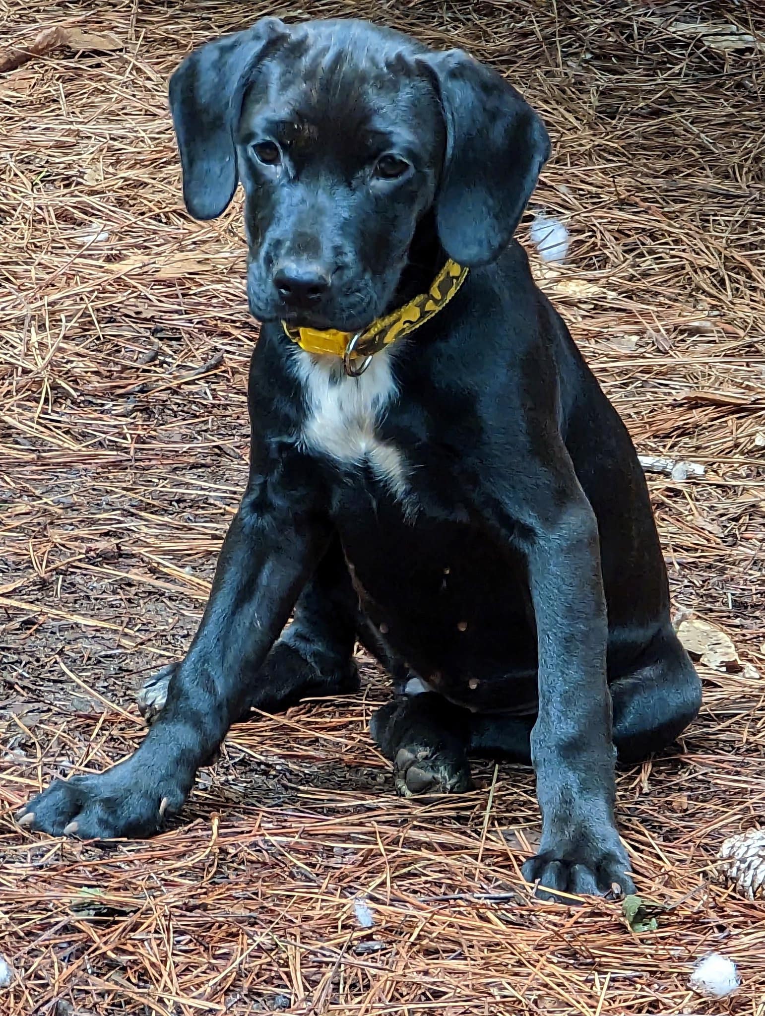 Dog for Adoption - Mia, a Labrador Retriever in Lewiston, ME | Alpha Paw