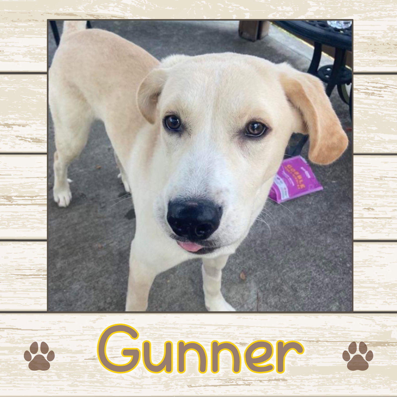 Dog for Adoption - Gunner, a Labrador Retriever in Lee, NH | Alpha Paw