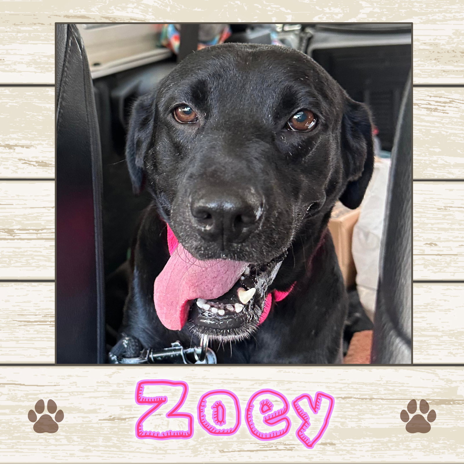Dog for Adoption - Zoey Zo, a Labrador Retriever in Harrison, ME ...