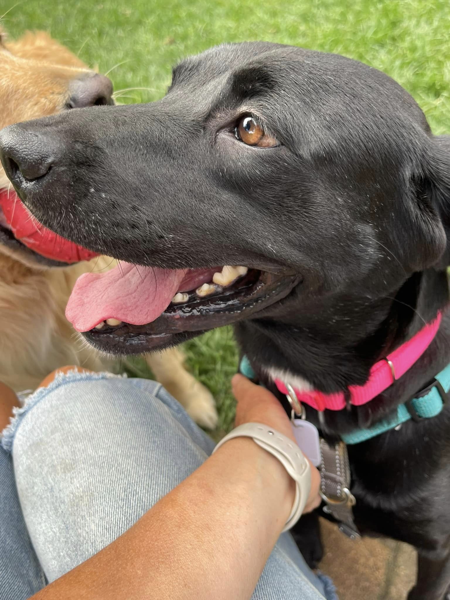 Dog for Adoption - Zoey Zo, a Labrador Retriever in Harrison, ME ...