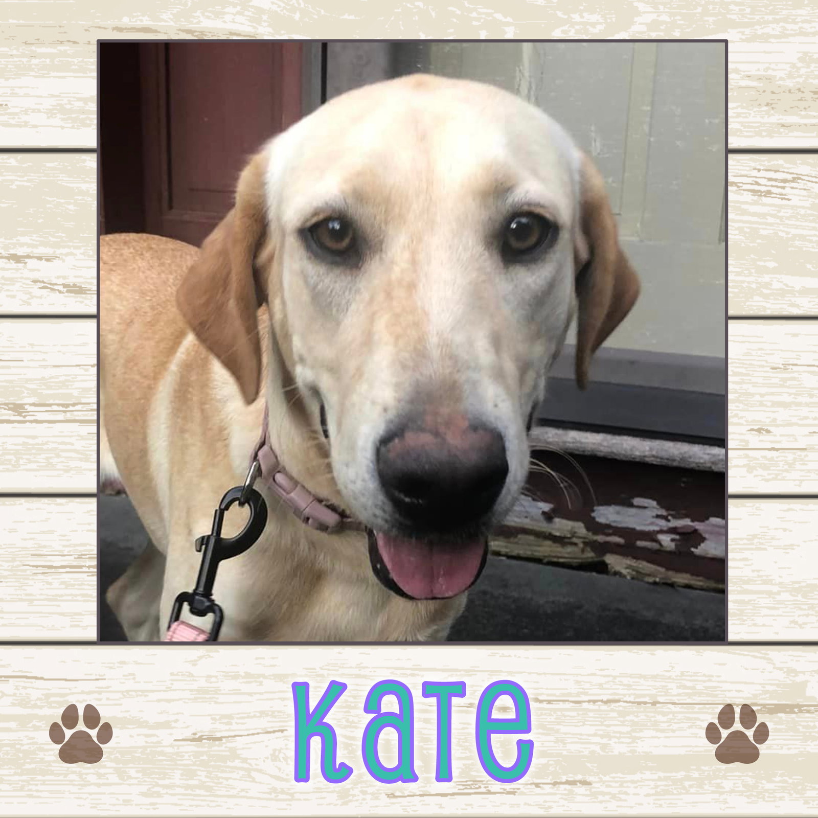 Dog for Adoption - Kate, a Labrador Retriever in Lake Arrowhead, ME ...
