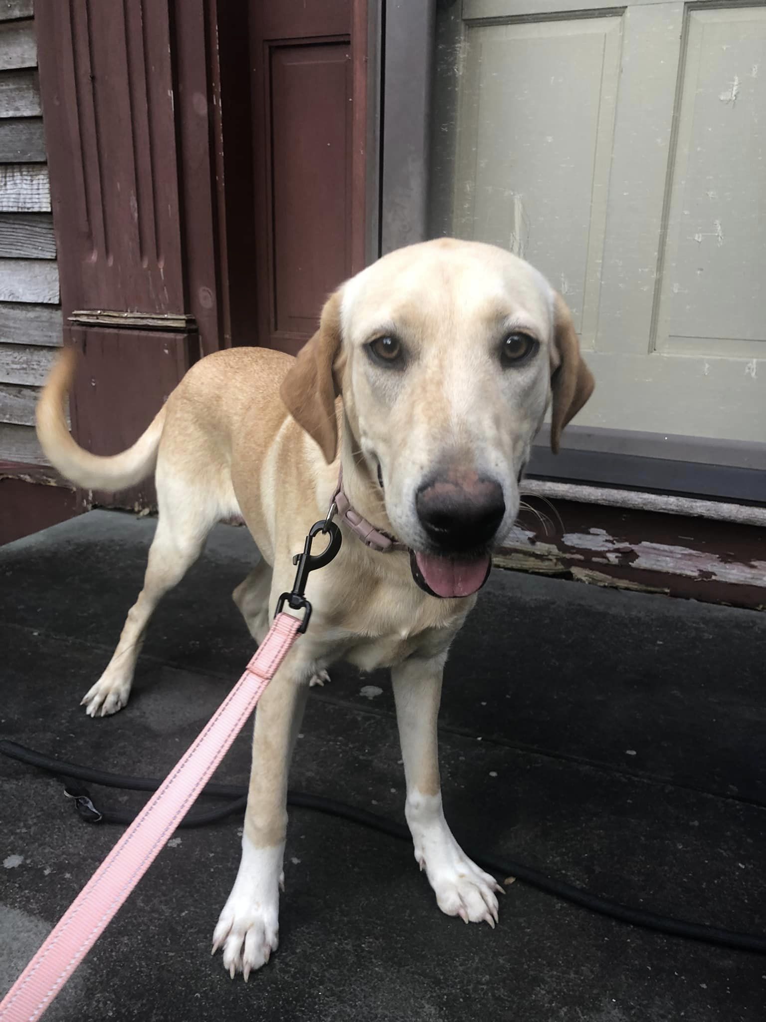 Dog for Adoption - Kate, a Labrador Retriever in Lake Arrowhead, ME ...
