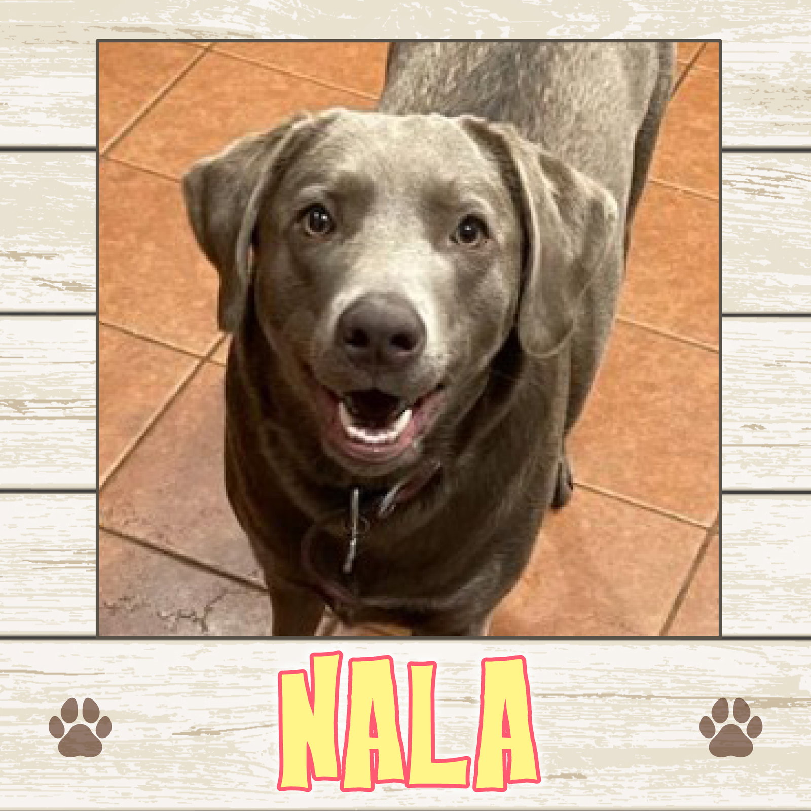 Dog for Adoption - Nala, a Labrador Retriever in Cornish, ME | Alpha Paw