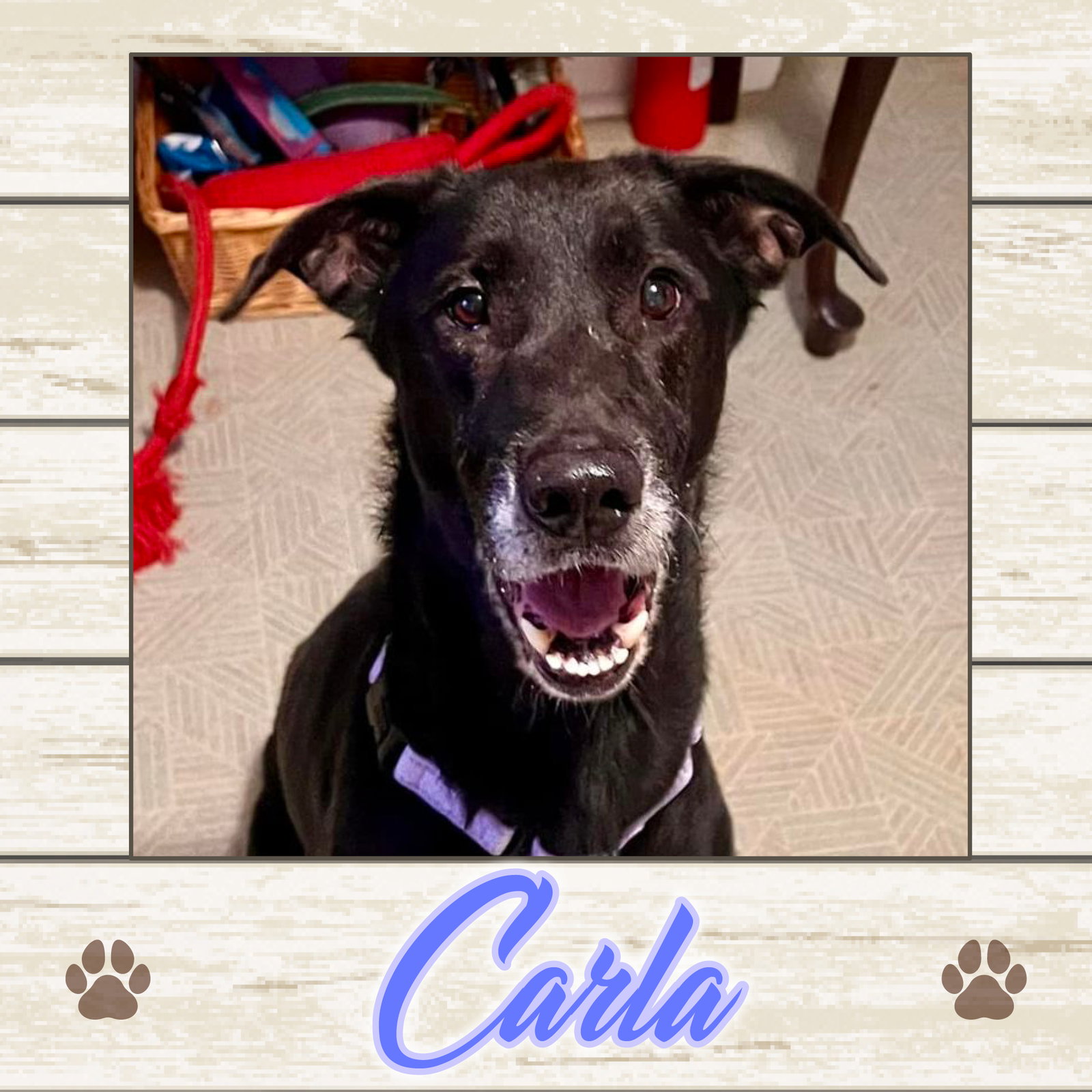 Dog for Adoption - Carla, a Labrador Retriever in York Beach, ME ...