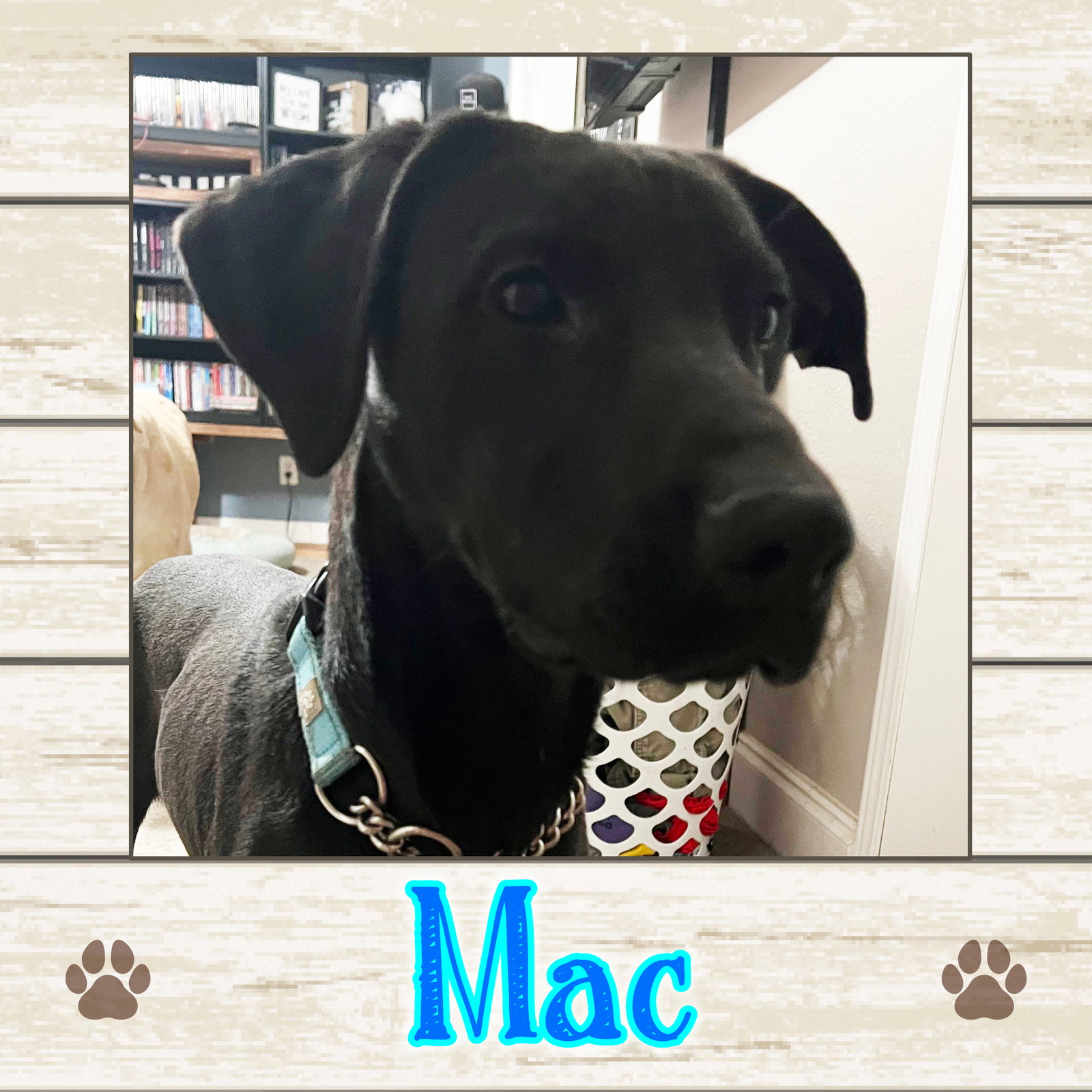 Dog for Adoption - Mac, a Labrador Retriever in Arundel, ME | Alpha Paw