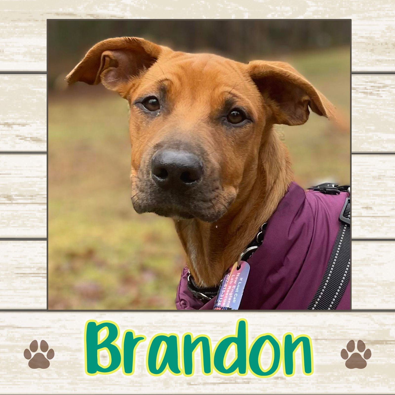 Dog for Adoption - Brandon, a Labrador Retriever in Mechanic Falls, ME ...