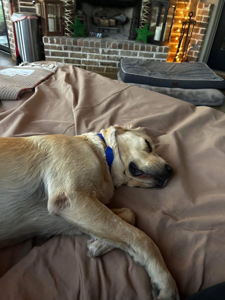 Dog for Adoption - Major, a Labrador Retriever in Berwick, ME | Alpha Paw