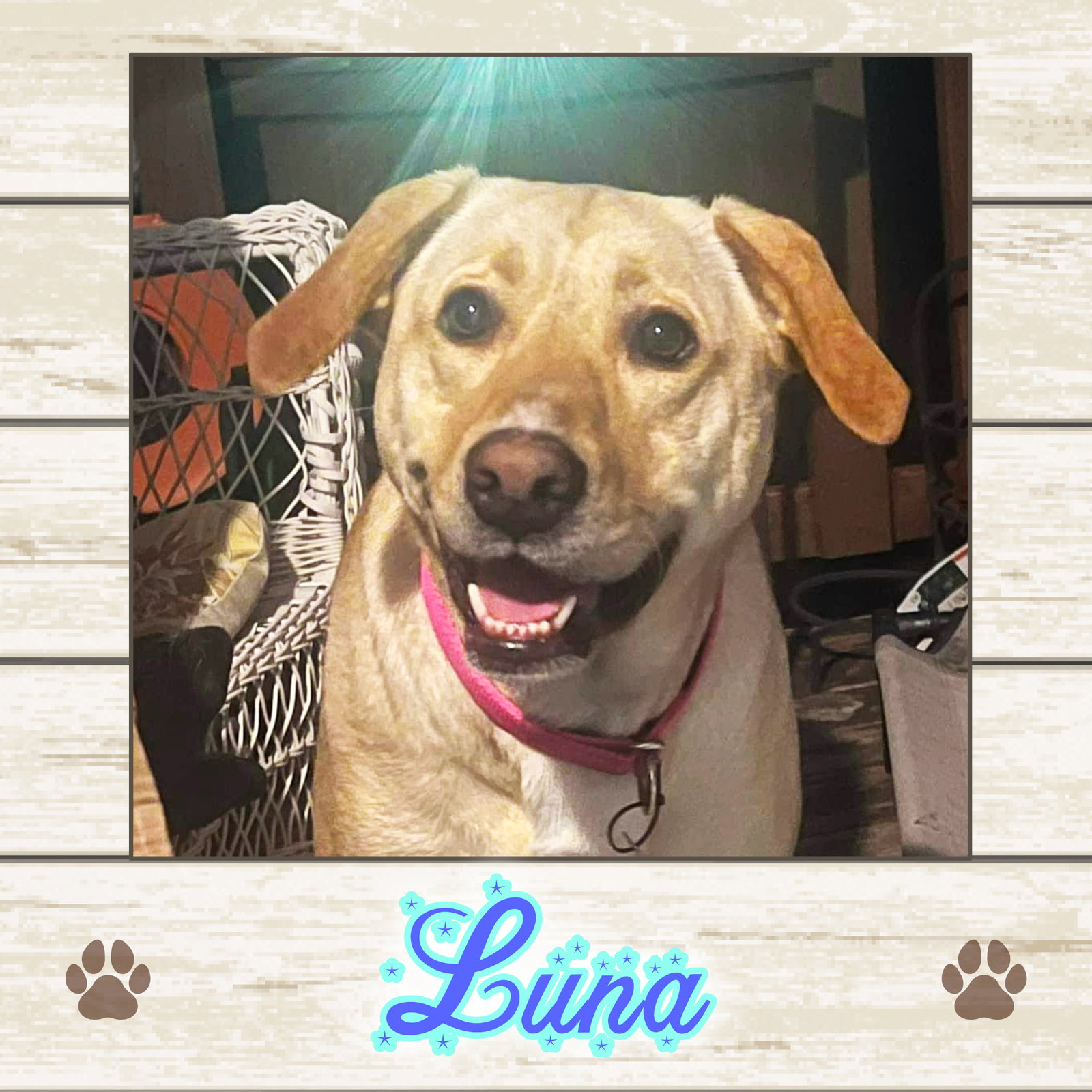 Dog for Adoption - Luna, a Labrador Retriever in Poland, ME | Alpha Paw