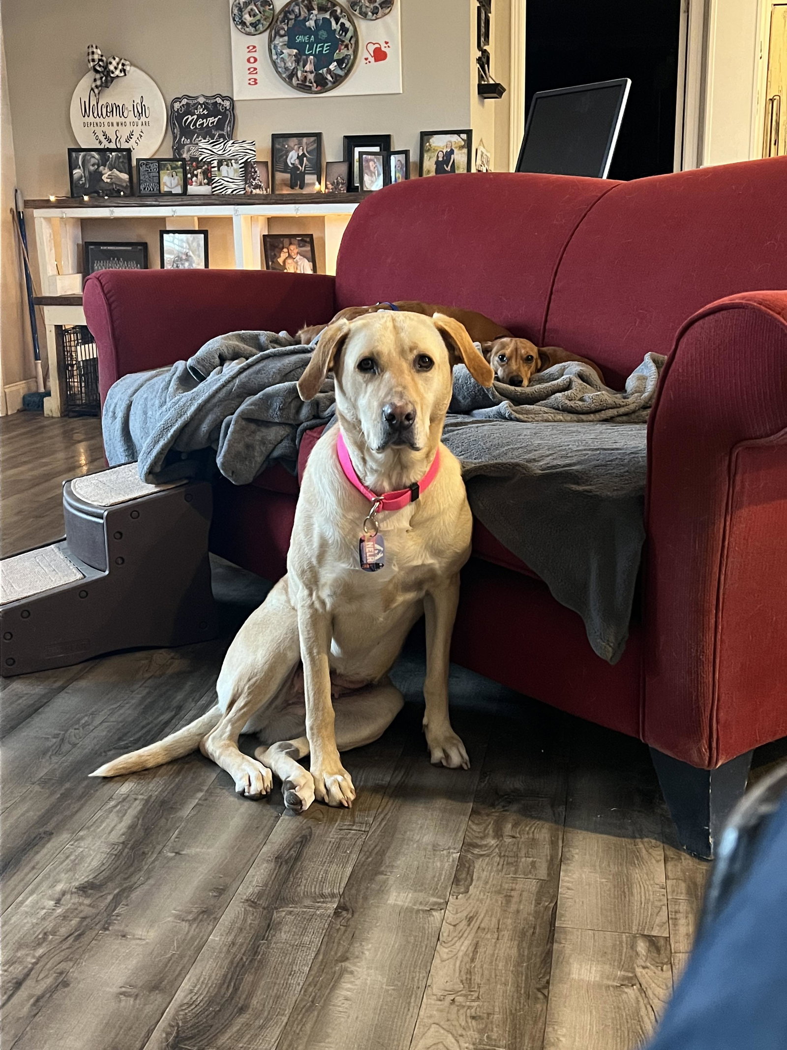Dog for Adoption - Luna, a Labrador Retriever in Poland, ME | Alpha Paw