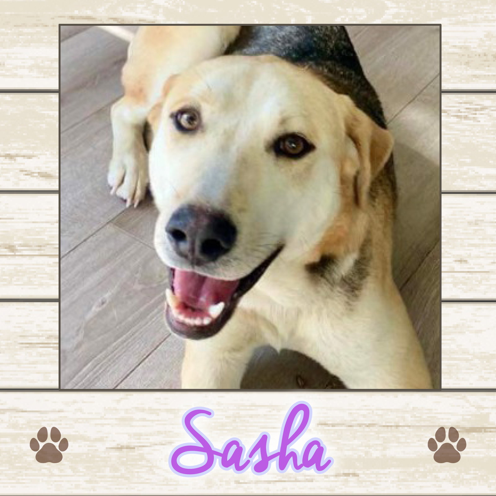 Dog for Adoption - Sasha, a Labrador Retriever in Scarborough, ME ...