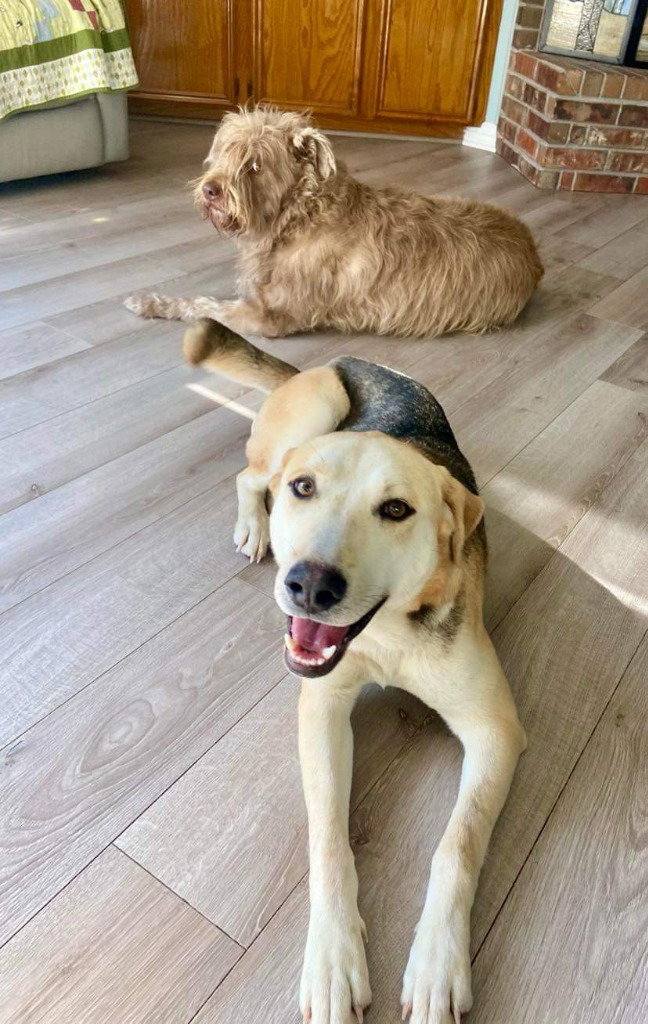 Dog for Adoption - Sasha, a Labrador Retriever in Scarborough, ME ...