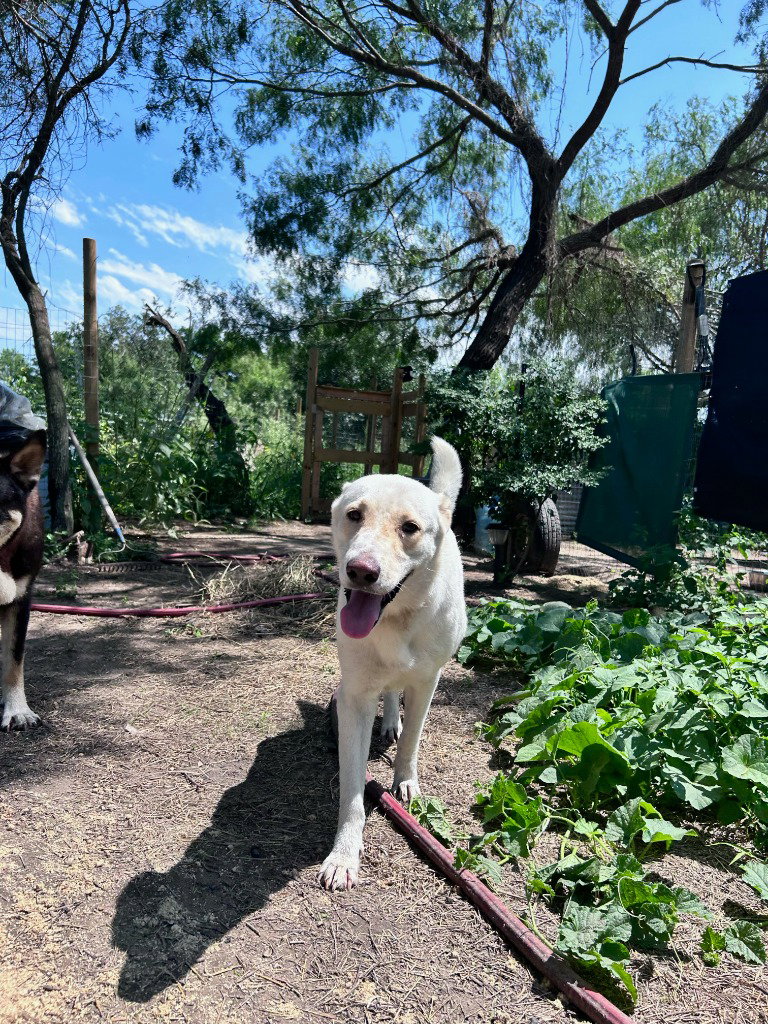 Dog for Adoption - Greta, a Labrador Retriever in Portland, ME | Alpha Paw