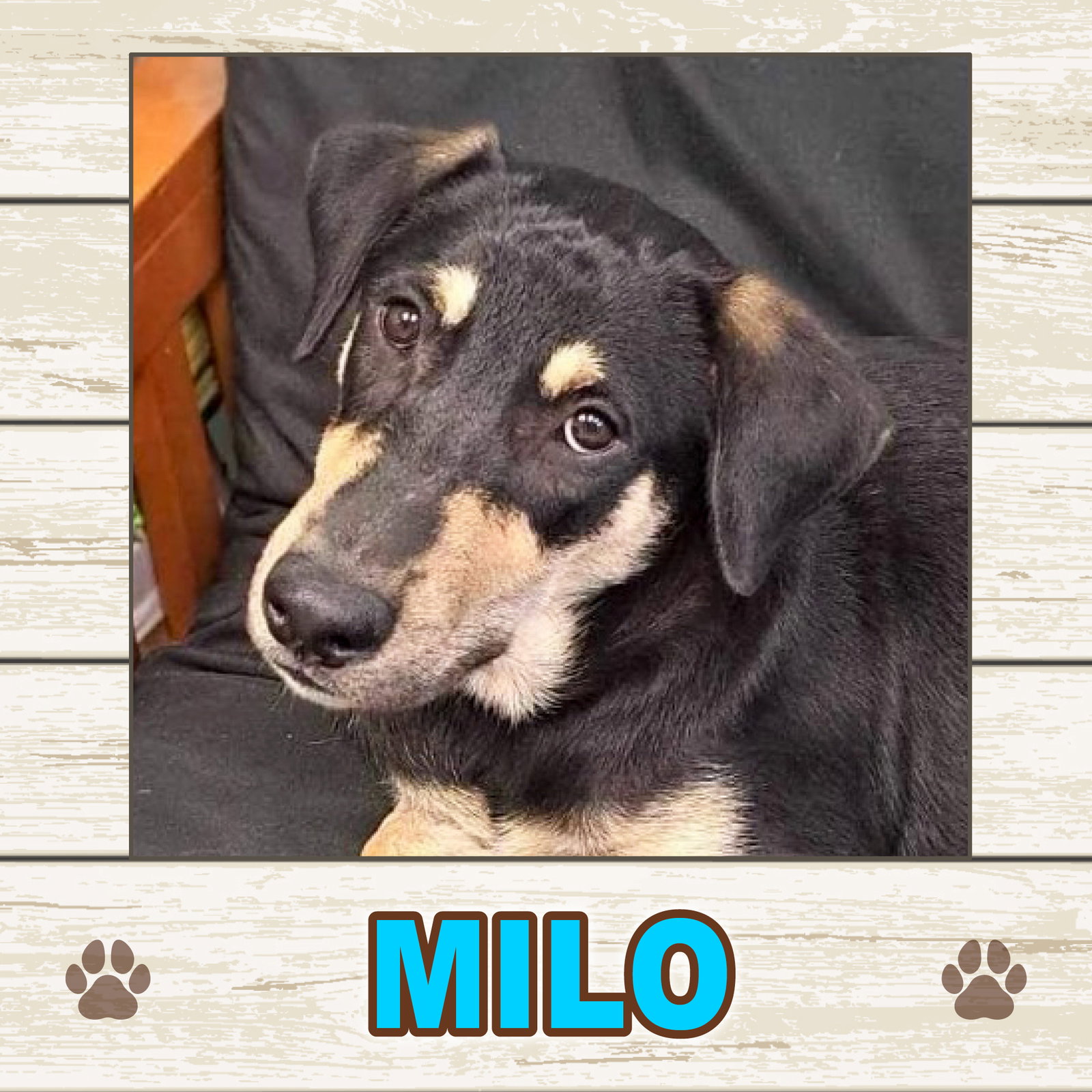 Dog for Adoption - Milo, a Labrador Retriever in South Sanford, ME ...