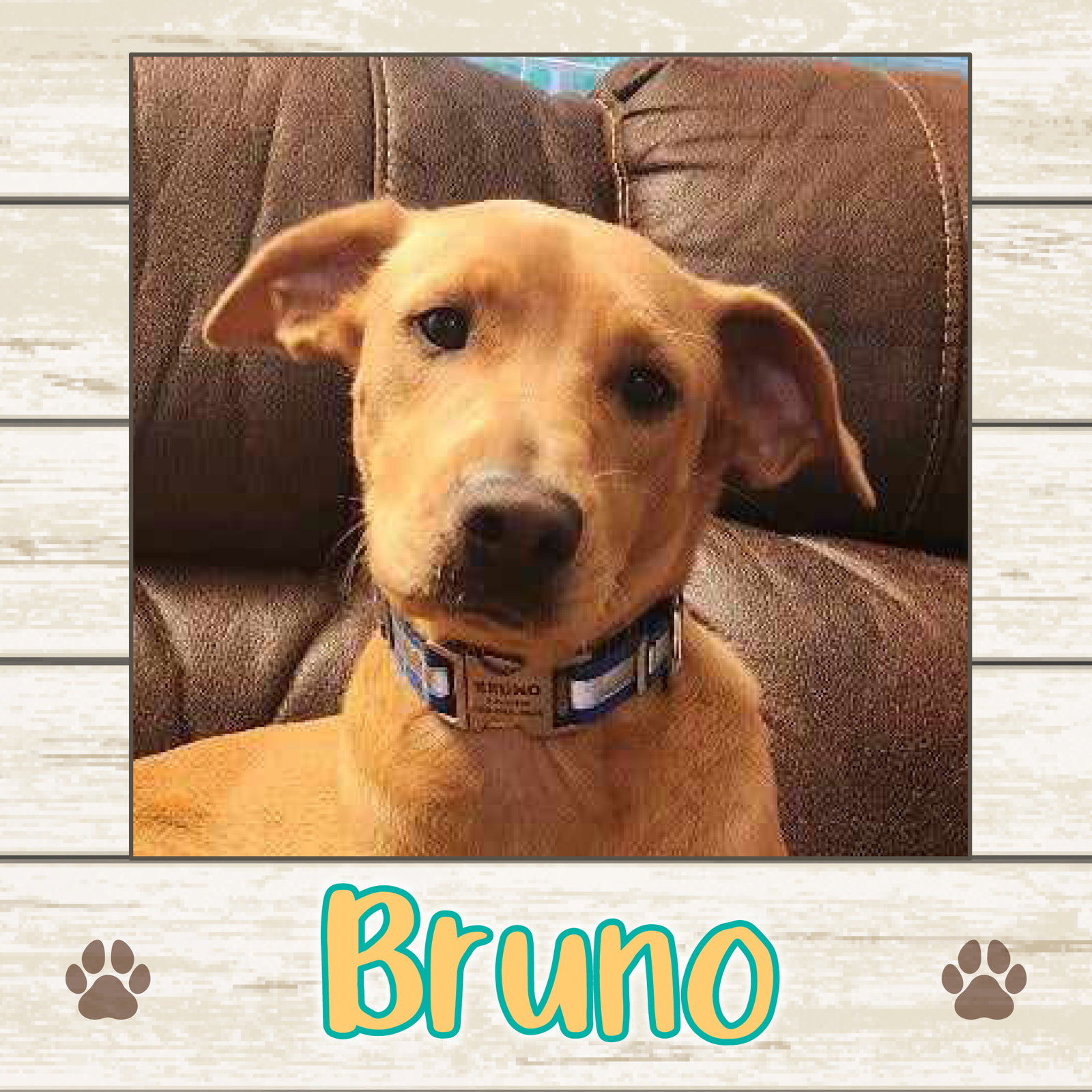 Dog for Adoption - Bruno, a in Limerick, ME | Alpha Paw