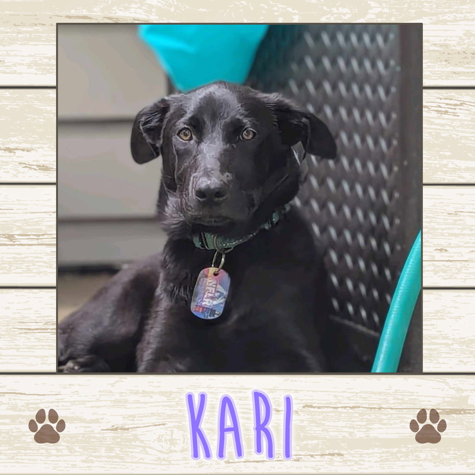 Dog adoption in Limerick, ME 04048: Labrador Retriever Dog "Kari"
