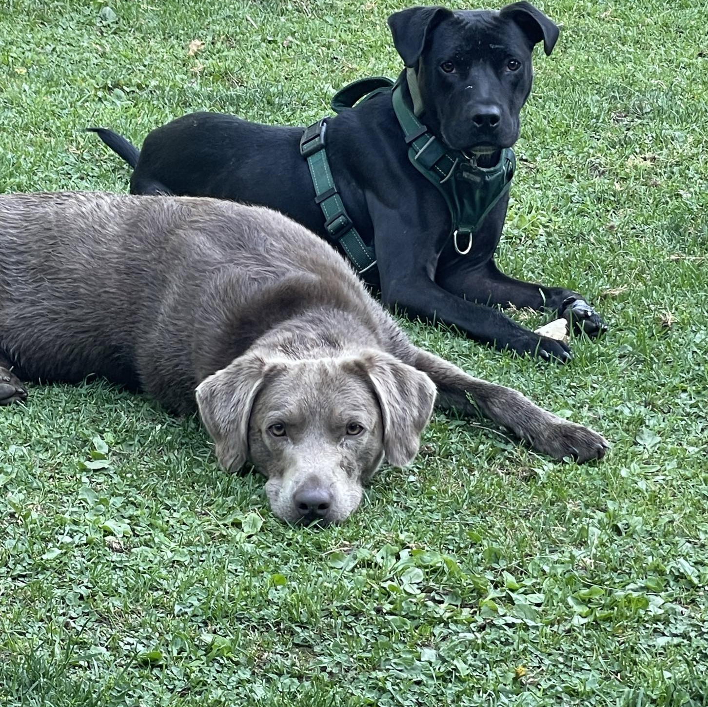 Dog for Adoption - Nala, a Labrador Retriever in Lisbon, ME | Alpha Paw