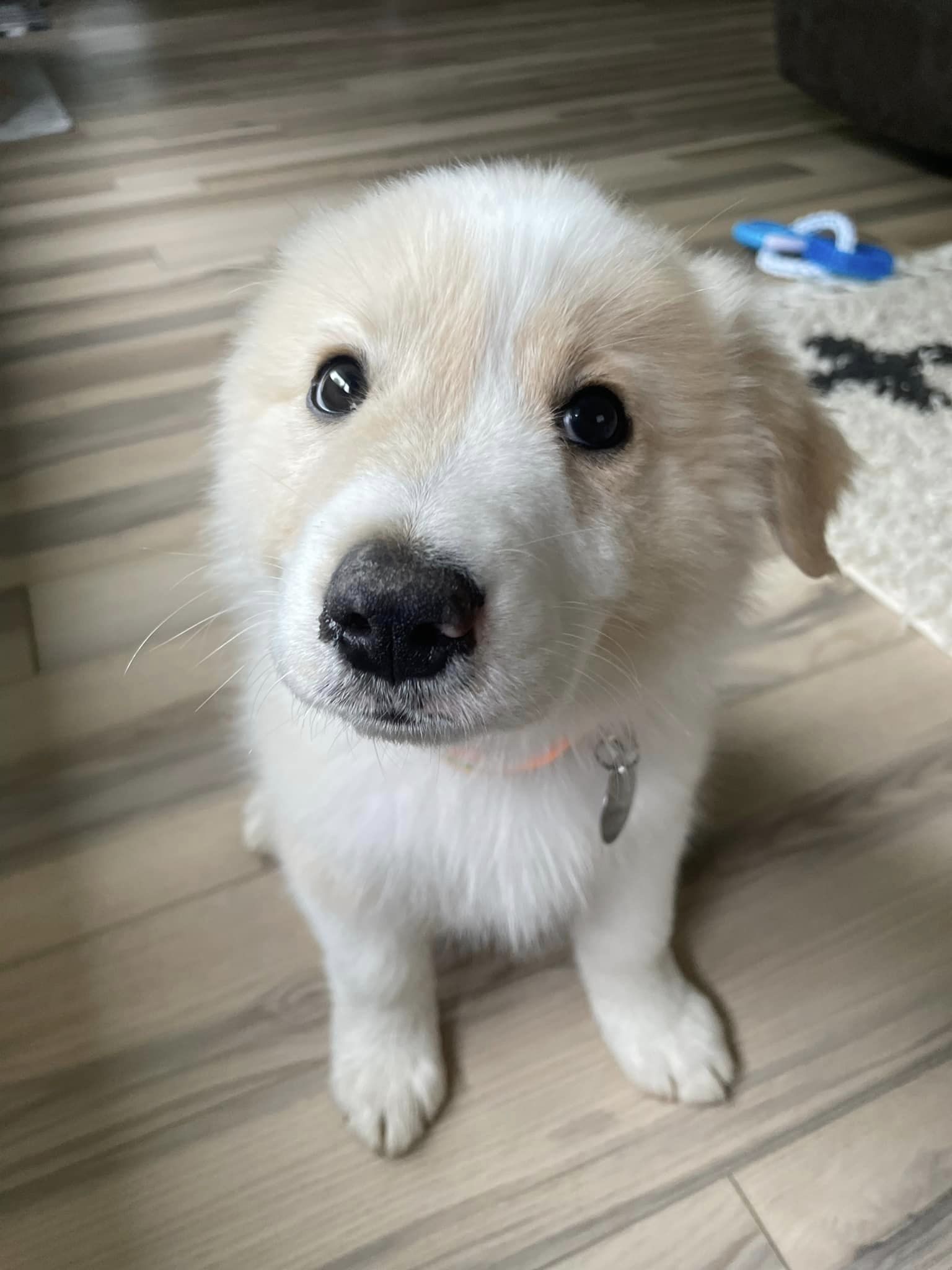 Luigi(Charlie Jackpot) Super Mario Bros Litter)'s Web Page