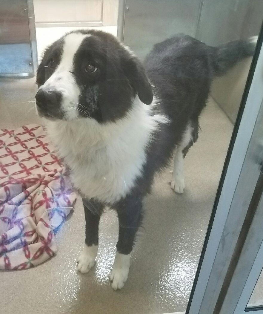 Dog for Adoption - Oreo, a Border Collie in Cambria, CA | Alpha Paw