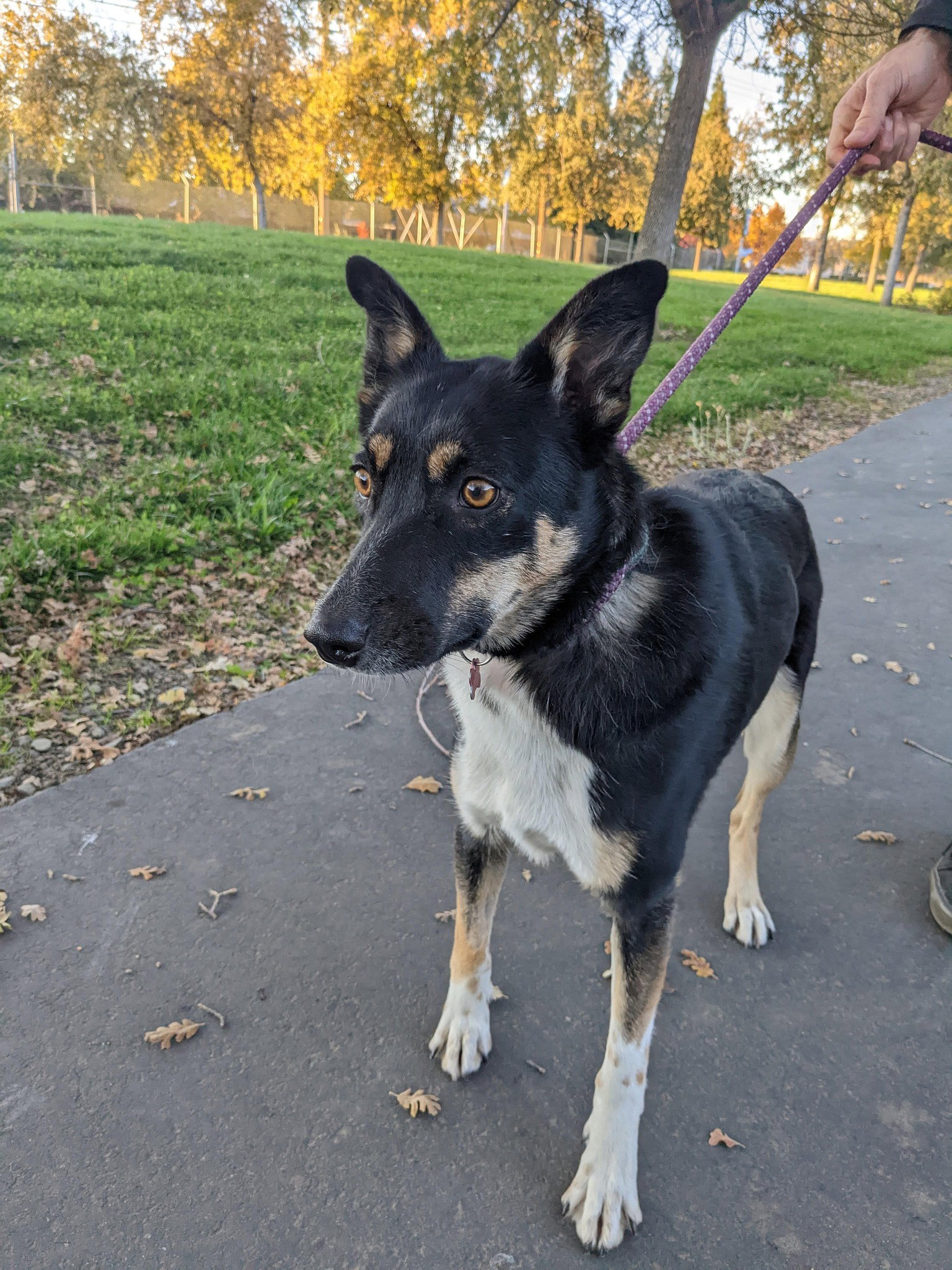 Dog for Adoption - Ping-Ping, a Border Collie in Lake Nacimiento, CA ...