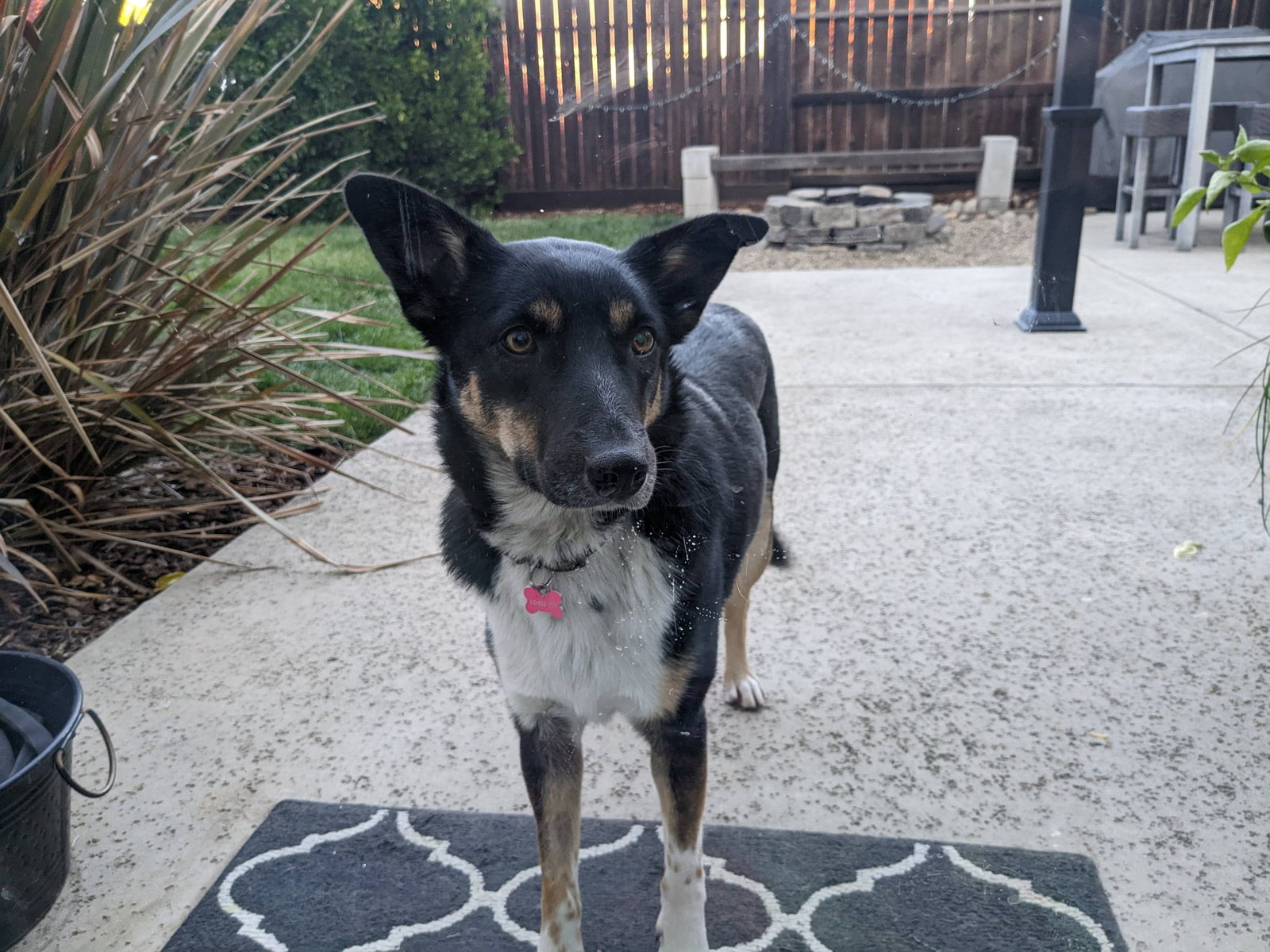Dog for Adoption - Ping-Ping, a Border Collie in Lake Nacimiento, CA ...