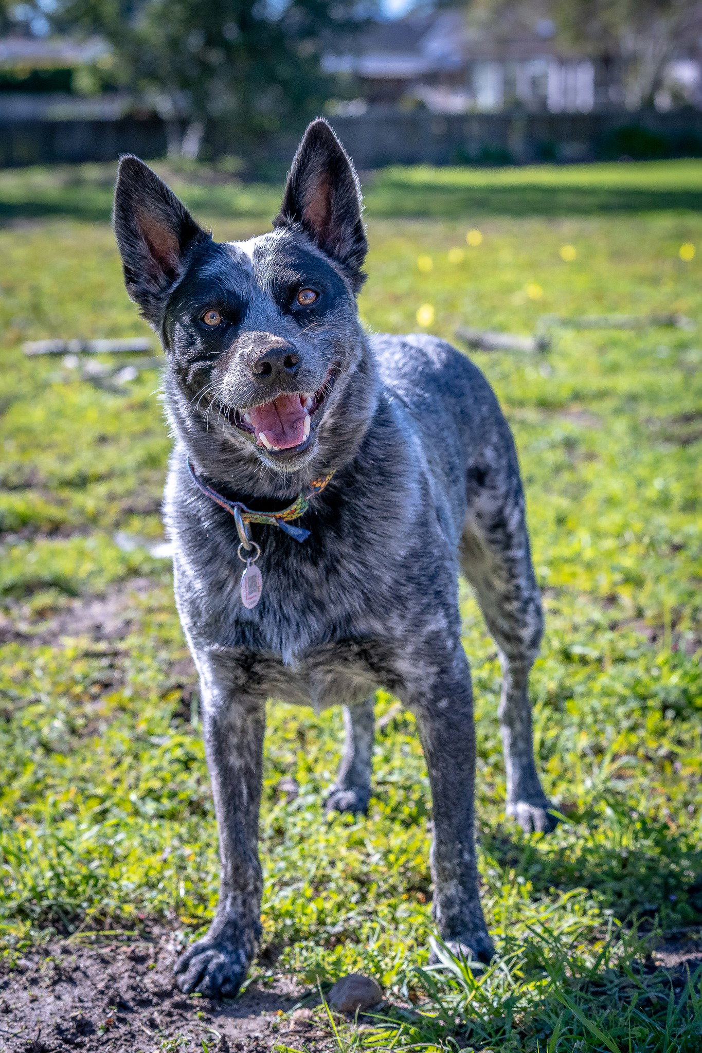 Dog for Adoption - Chandler, a Australian Cattle Dog/Blue Heeler in ...