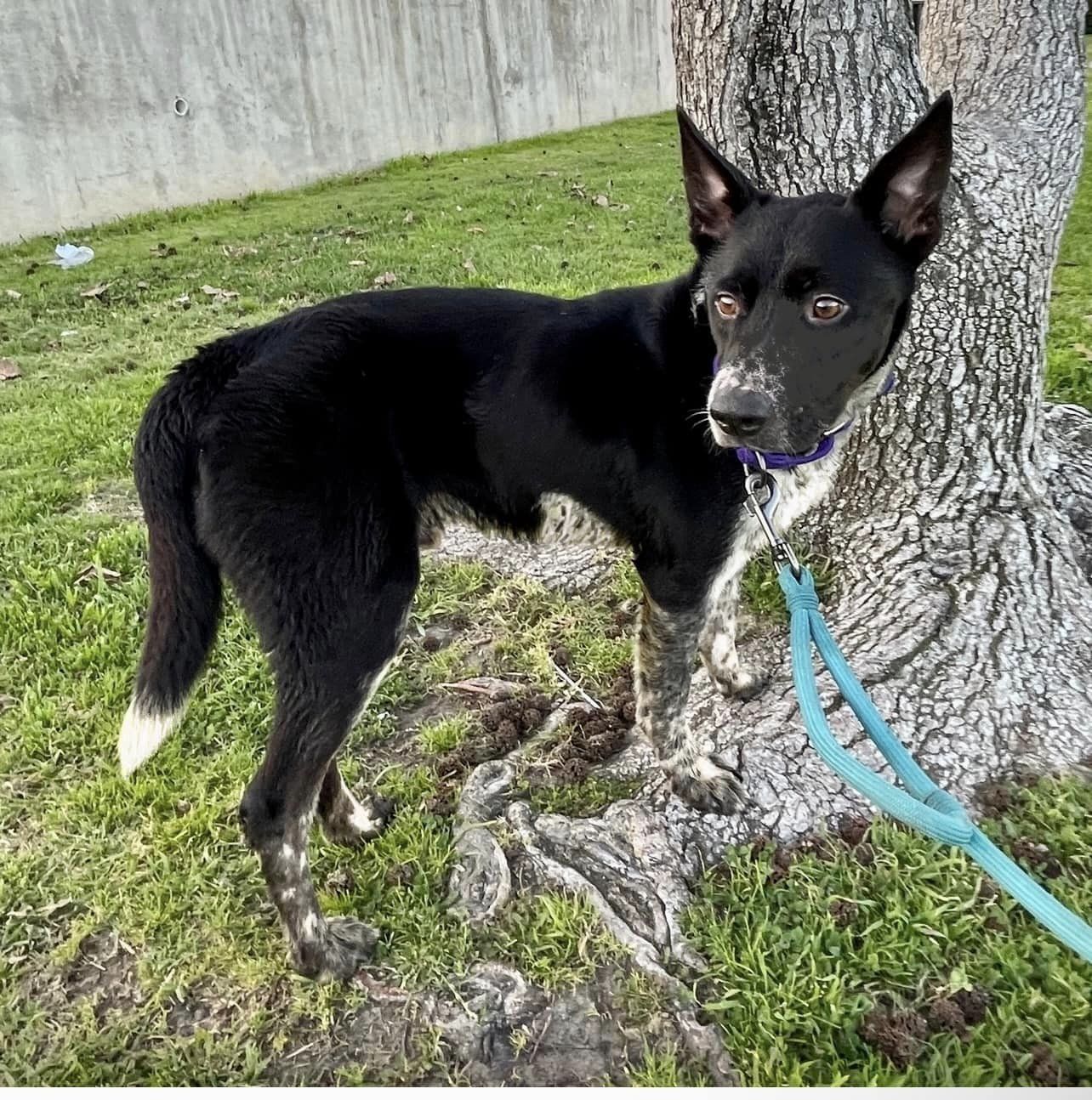 Dog for Adoption - Basil, a Australian Cattle Dog/Blue Heeler in Lake ...