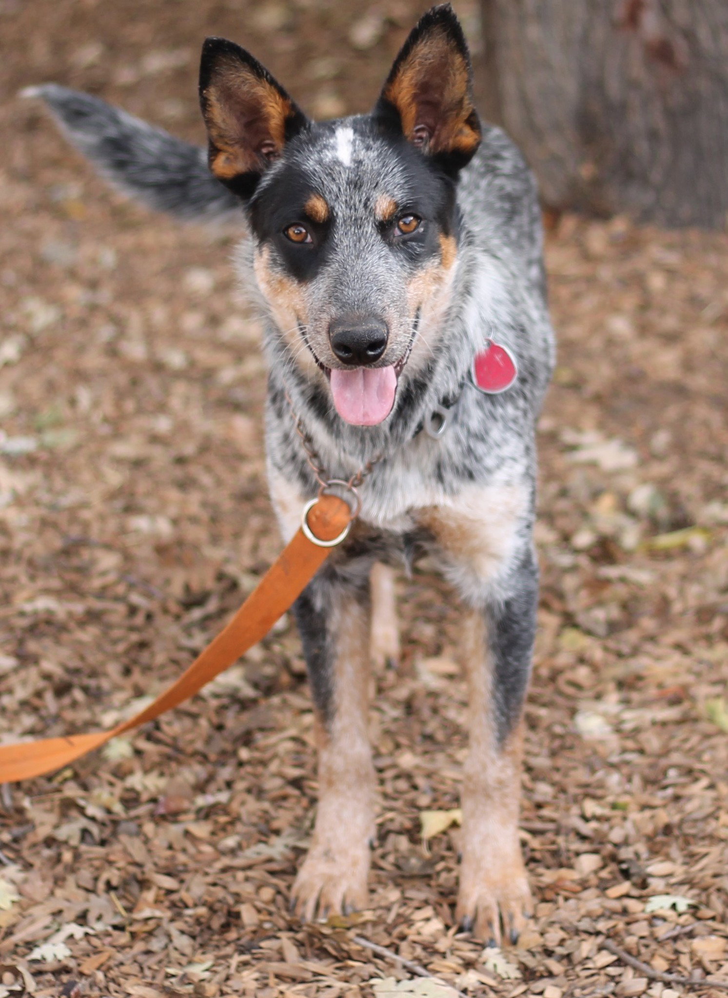 Dog for Adoption - Mena, a Australian Cattle Dog/Blue Heeler in King ...