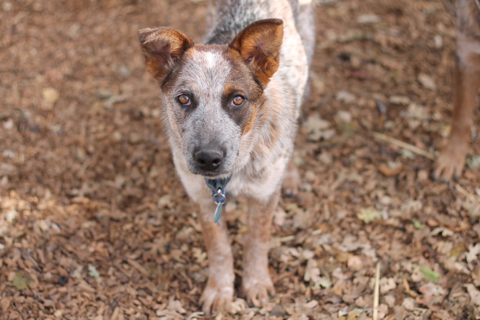 Dog for Adoption - Thena, a Australian Cattle Dog/Blue Heeler in San ...