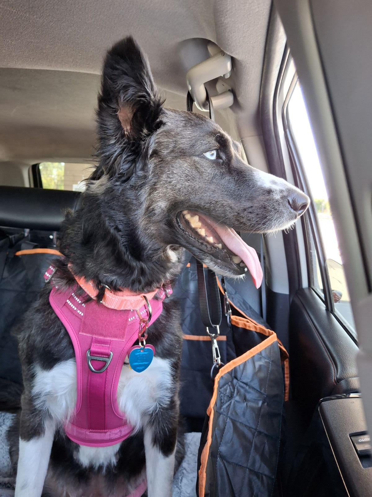 Dog for Adoption - Bailee, a Border Collie in Guadalupe, CA | Alpha Paw