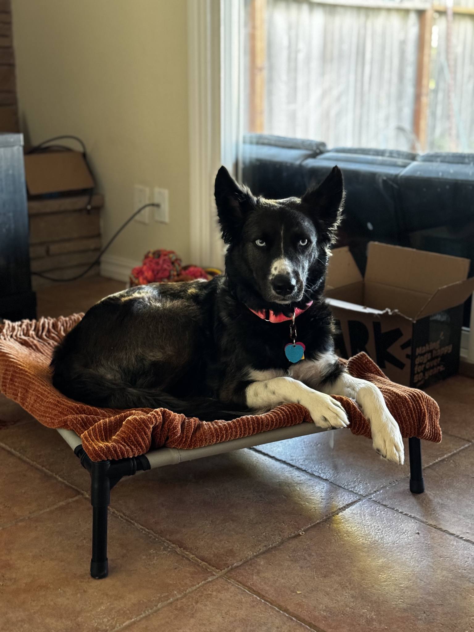 Dog for Adoption - Bailee, a Border Collie in Guadalupe, CA | Alpha Paw