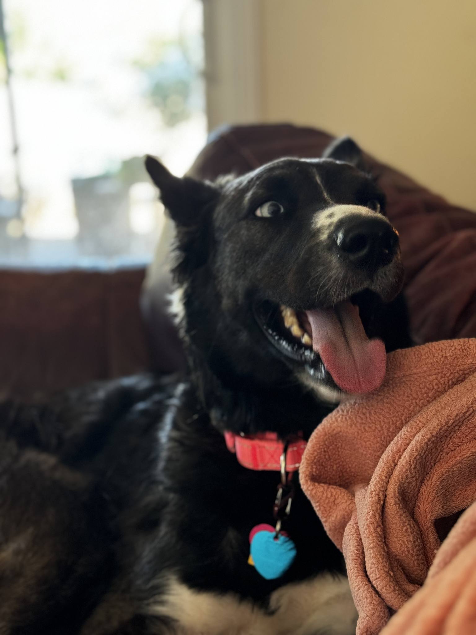 Dog for Adoption - Bailee, a Border Collie in Guadalupe, CA | Alpha Paw