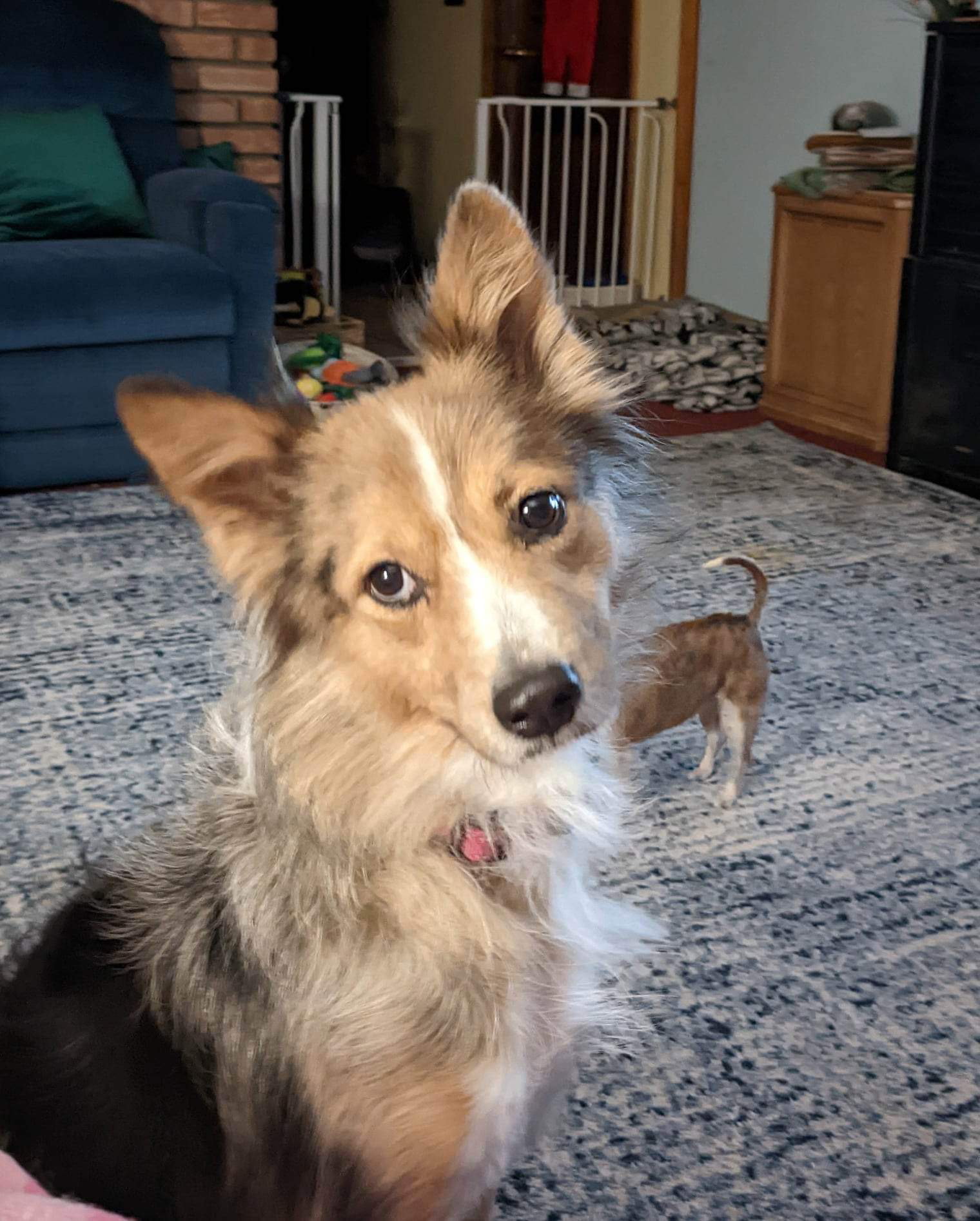 Dog for Adoption - MILA, a Shetland Sheepdog Sheltie in Limestone, IL ...