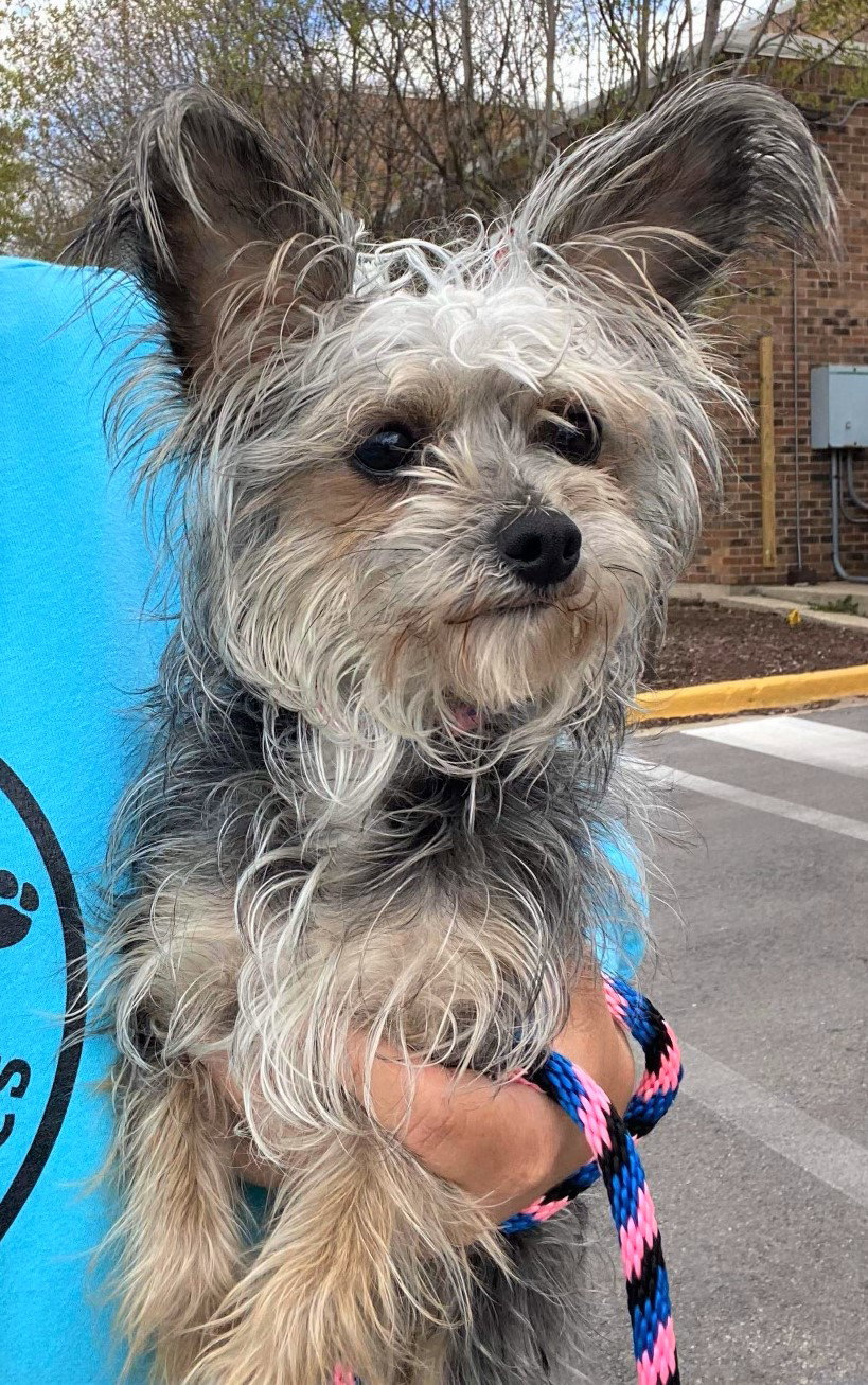 Dog for Adoption - CHARLIE, a Yorkshire Terrier Yorkie in Chicago, IL ...