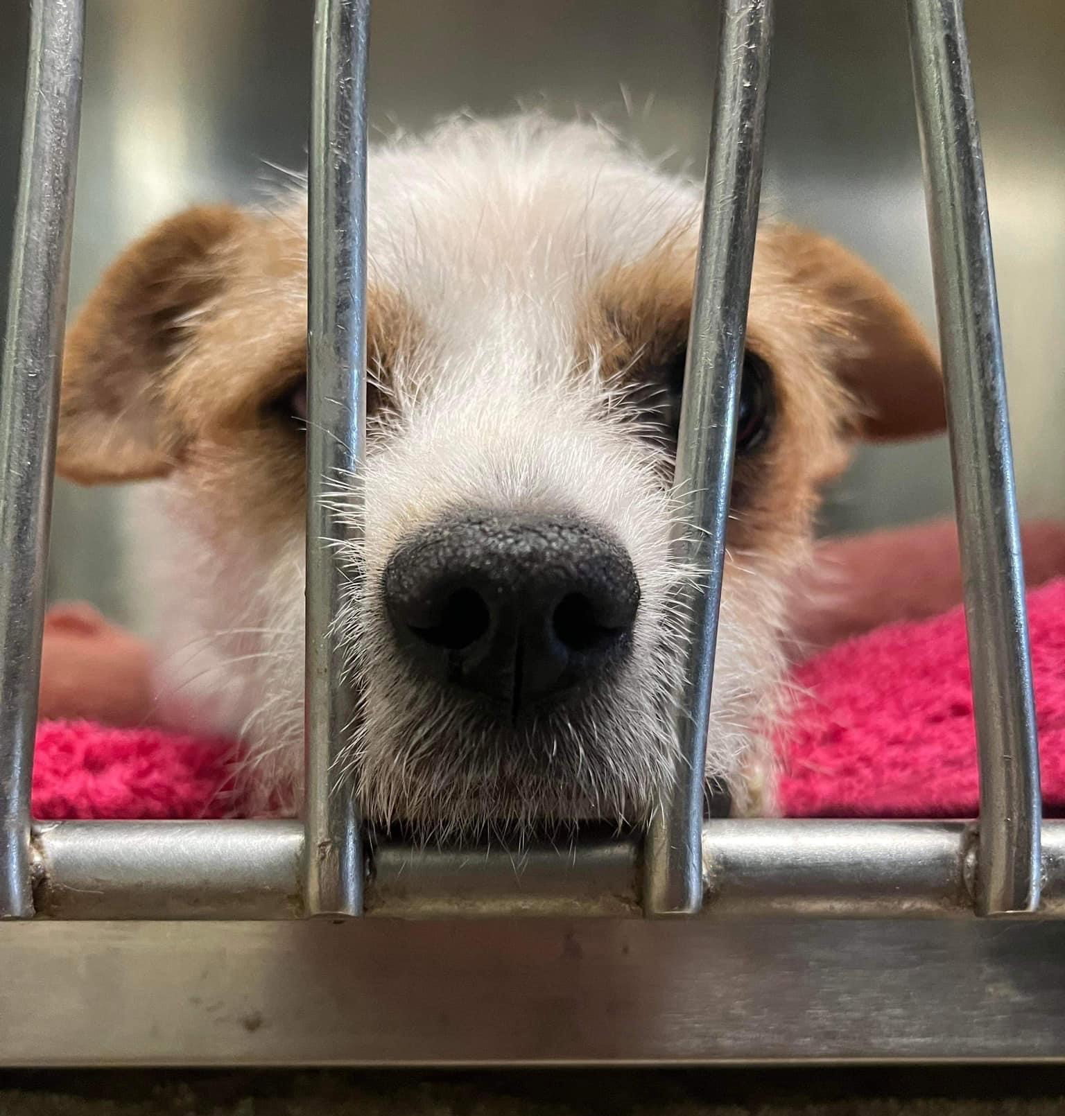 Dog for Adoption - TOBY, a Jack Russell Terrier (Parson Russell Terrier ...
