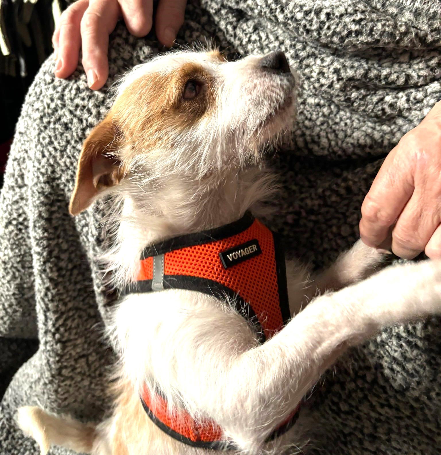 Dog for Adoption - TOBY, a Jack Russell Terrier (Parson Russell Terrier ...