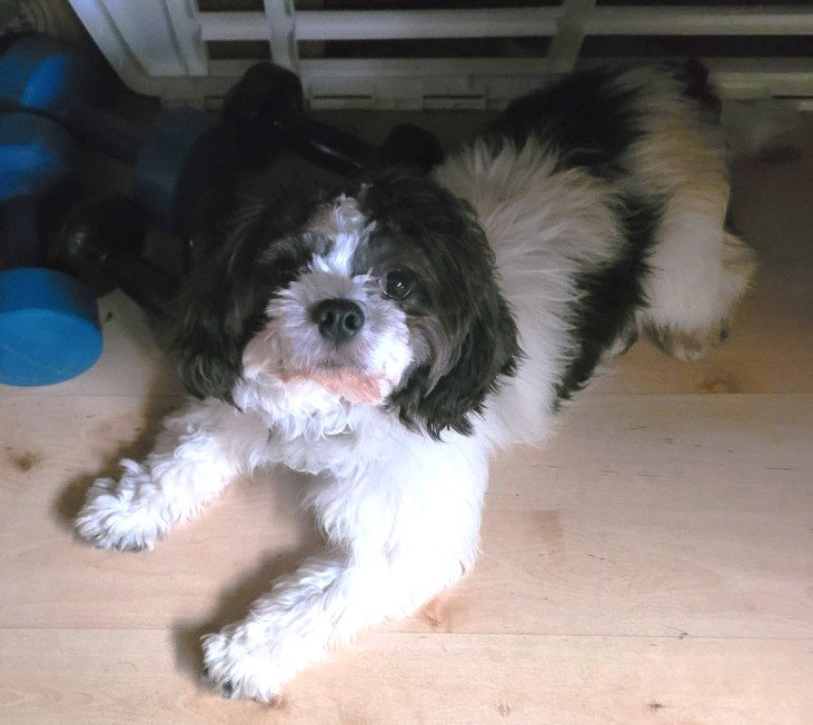 Dog for Adoption - BOGIE, a Bichon Frise in Sandwich, IL | Alpha Paw