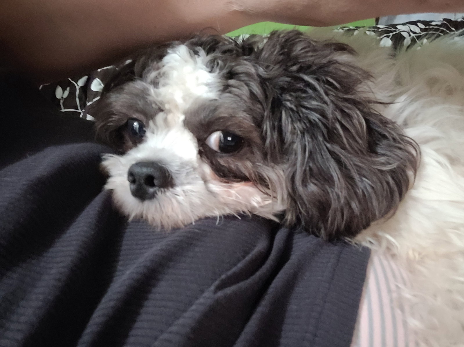 Dog for Adoption - BOGIE, a Bichon Frise in Sandwich, IL | Alpha Paw
