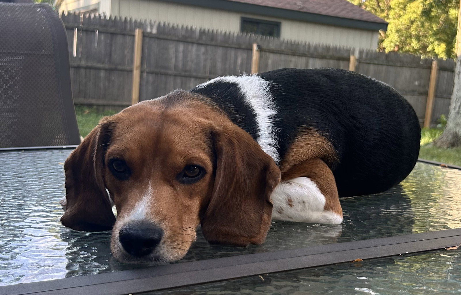 Dog for Adoption - ACE, a Beagle in Chicago Ridge, IL | Alpha Paw