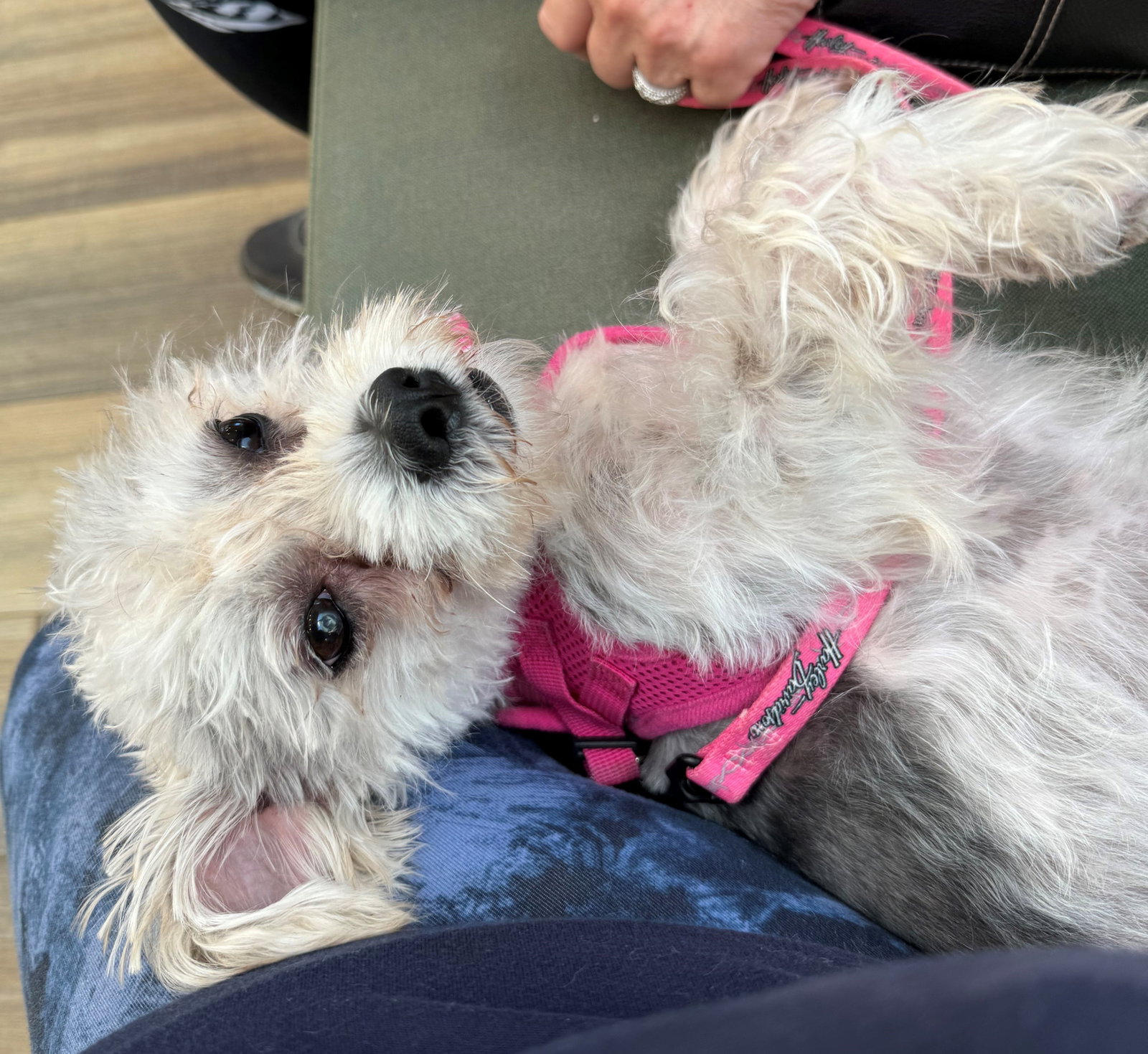 Dog for Adoption - PIPER, a Poodle (Toy) in Homer Glen, IL | Alpha Paw
