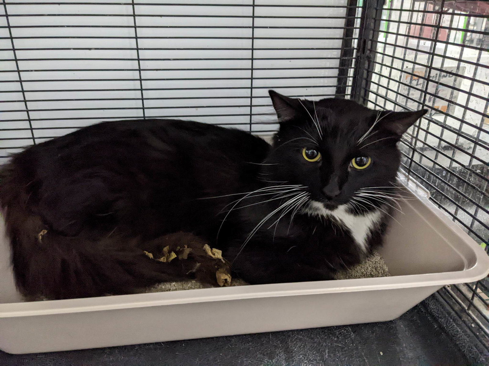 Cats for Adoption in Normandy, Missouri | Alpha Paw