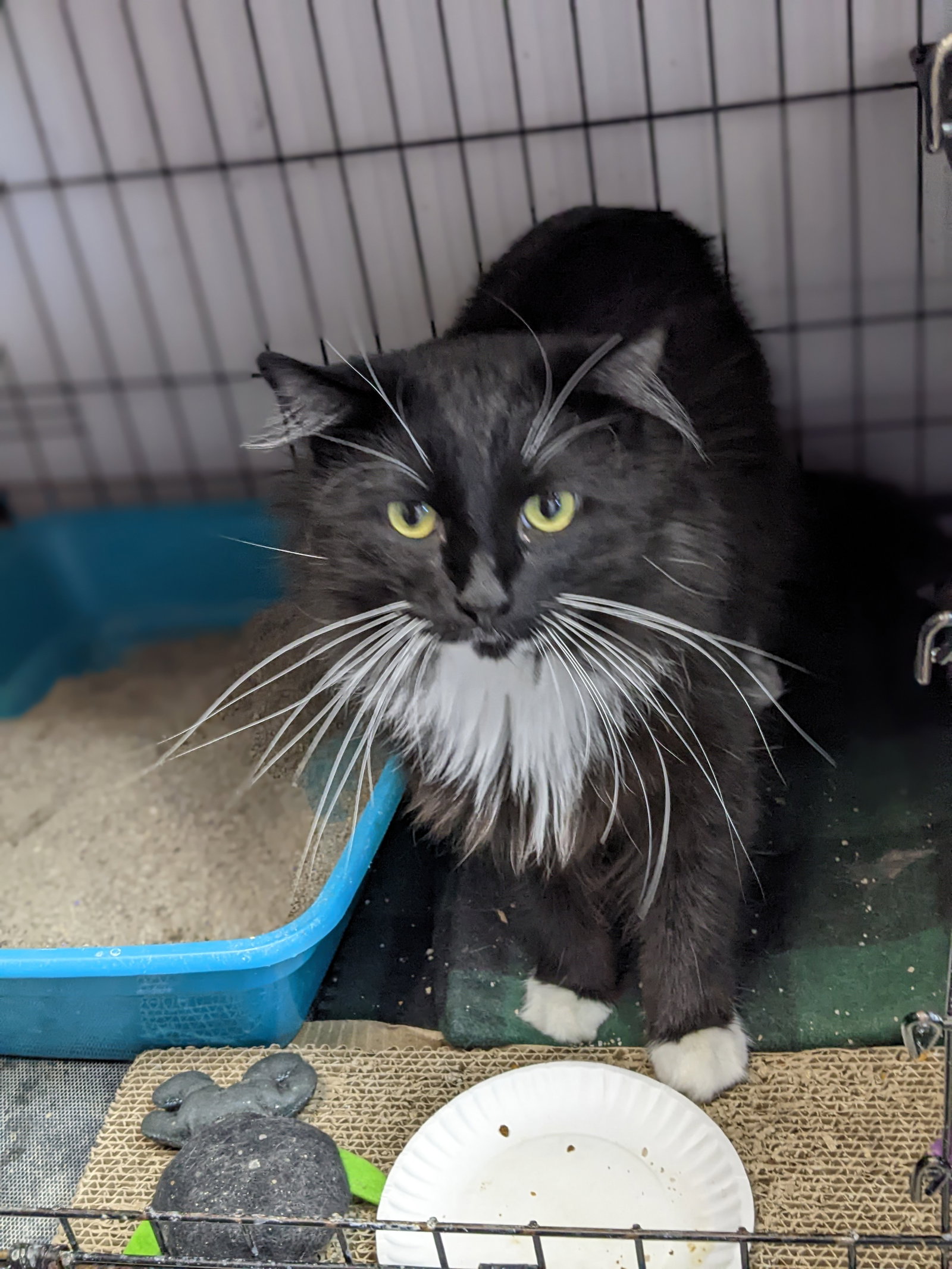 Cats for Adoption in Normandy, Missouri | Alpha Paw