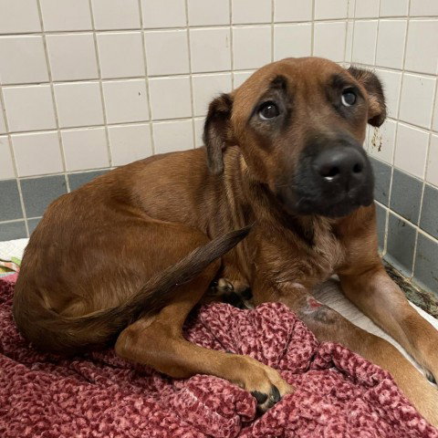 Dog for Adoption - Mia Hamm, a Shepherd in Leander, TX | Alpha Paw