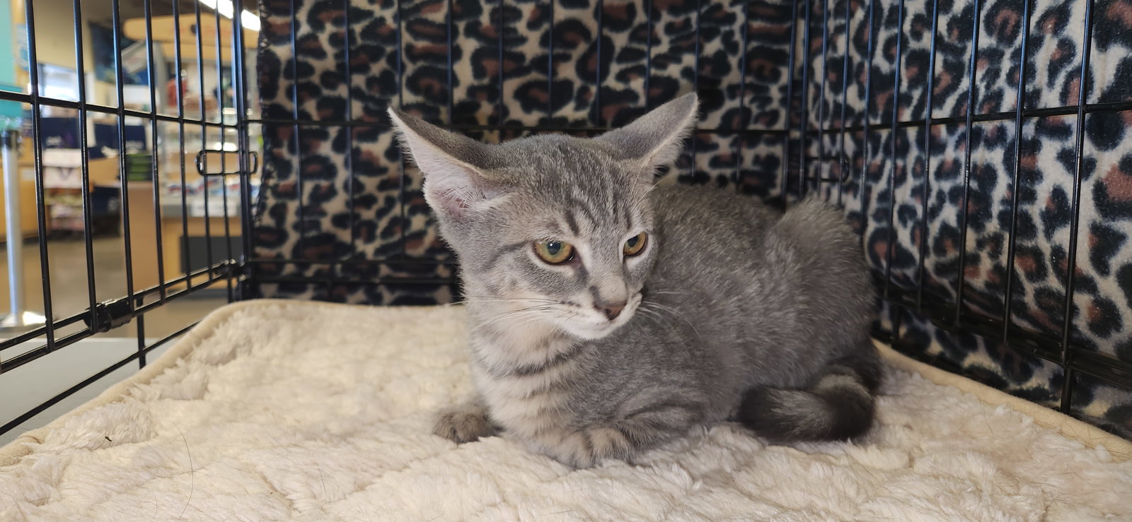 Cats for Adoption in Springfield, Ohio | Alpha Paw