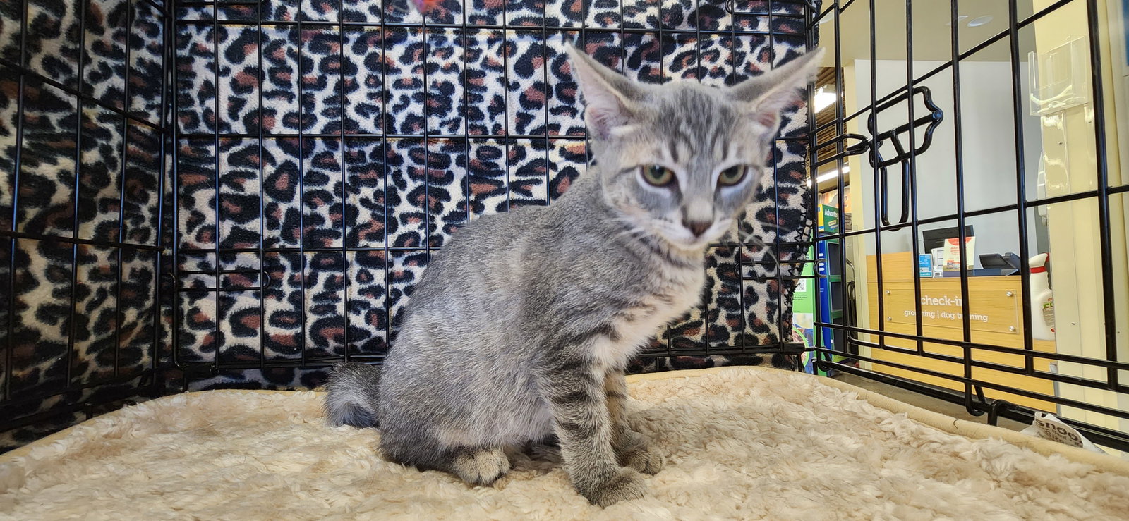 Cats for Adoption in Springfield, Ohio | Alpha Paw