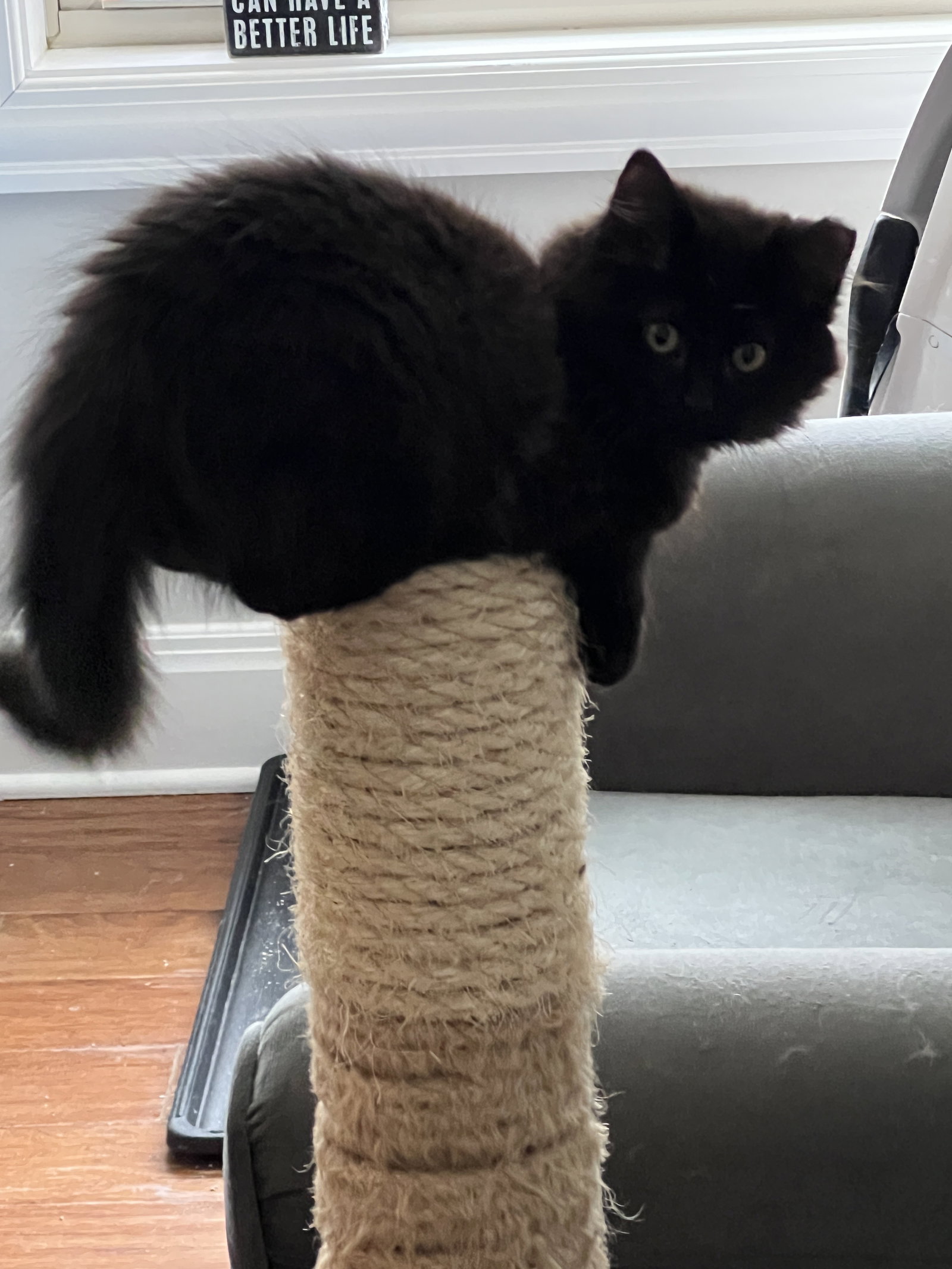 Cats for Adoption in Newark, Ohio | Alpha Paw