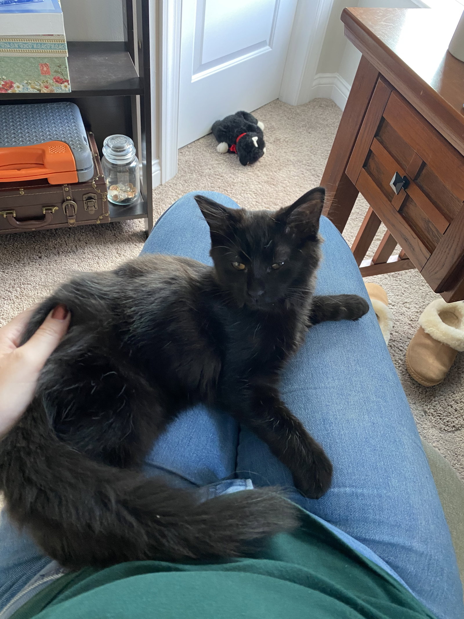 Cats for Adoption in Columbus, Ohio | Alpha Paw