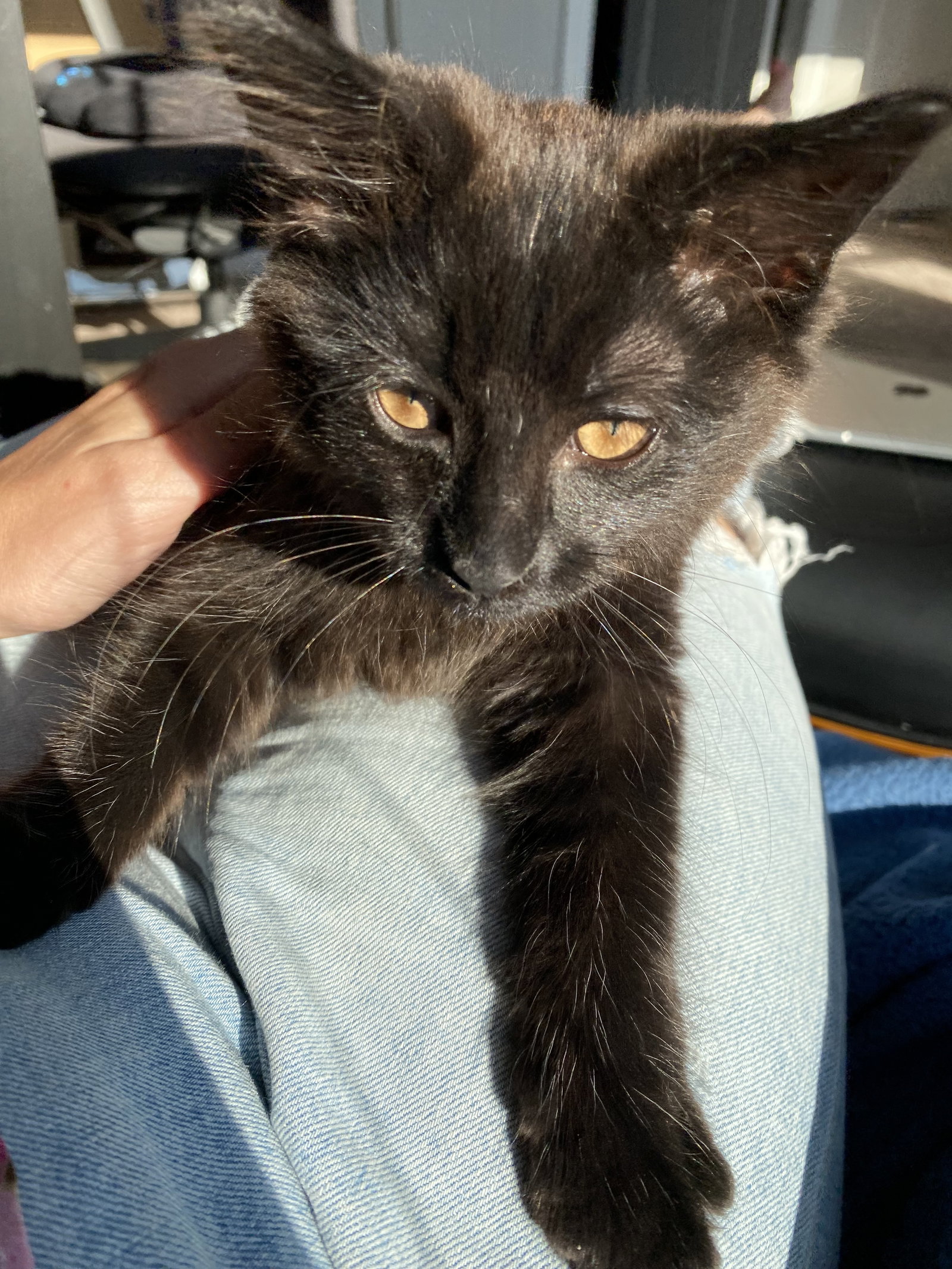 Cats for Adoption in Columbus, Ohio | Alpha Paw